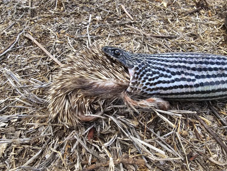 في مشهد غير اعتيادي: افعى سوداء تبلع قنفذا وتثير ذعرا - i24NEWS