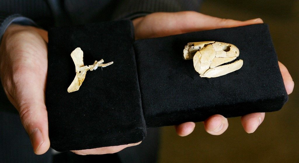 Découverte D’un Fossile Rare Vieux De 380 Millions D'années En ... Découverte D’un Fossile Rare Vieux De 380 Millions D'années En ...