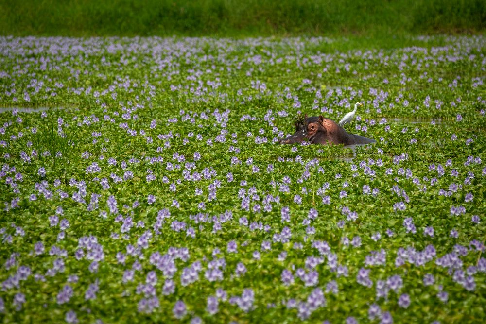 UN Summit In Canada Aims To Boost, Protect Earth’s Biodiversity - i24NEWS