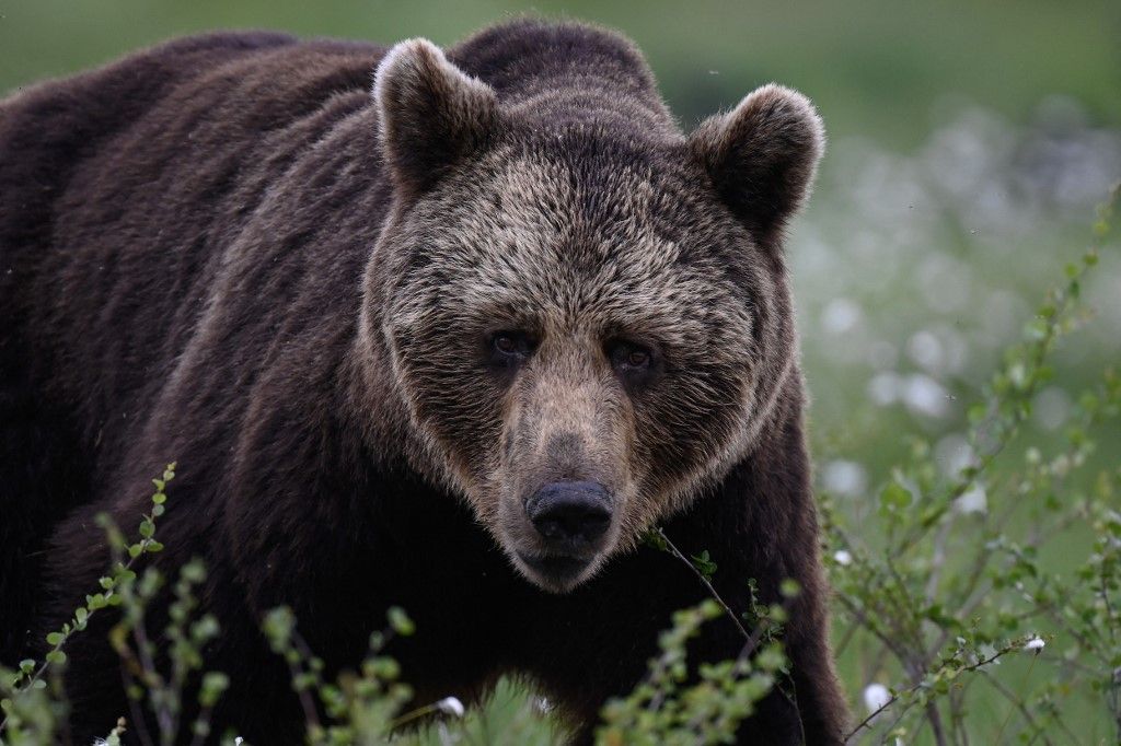 Japon : Un Ours Brun "ninja" Abattu Après Quatre Ans De Traque - i24NEWS