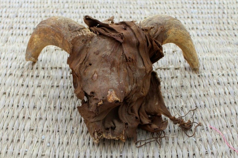 Researchers Unearth 2,000 Mummified Ram Heads In Egypt Temple - i24NEWS