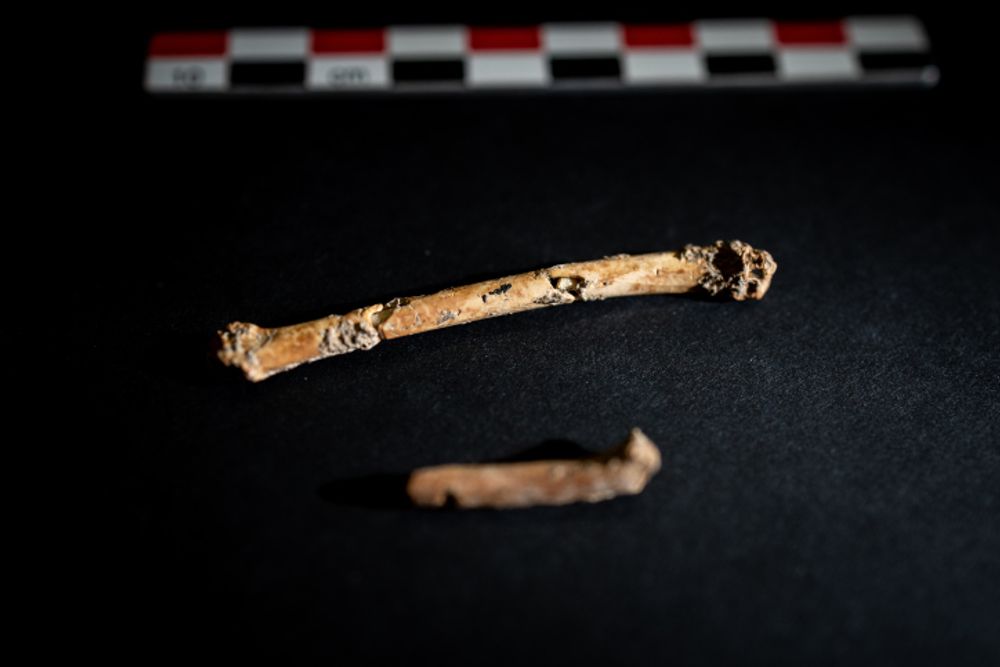 Archéologie : Des Flûtes Préhistoriques Découvertes Dans Le Nord D ...