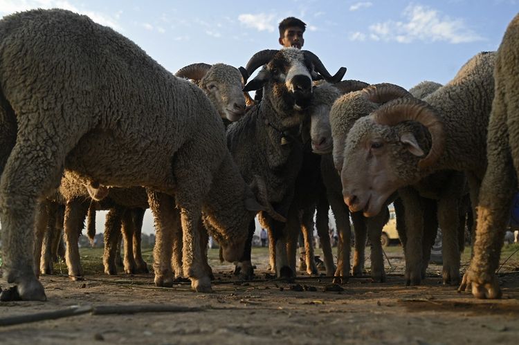 عيد الأضحى المبارك.. تعرف على أبرز عادات وتقاليد المسلمين حول العالم في ...
