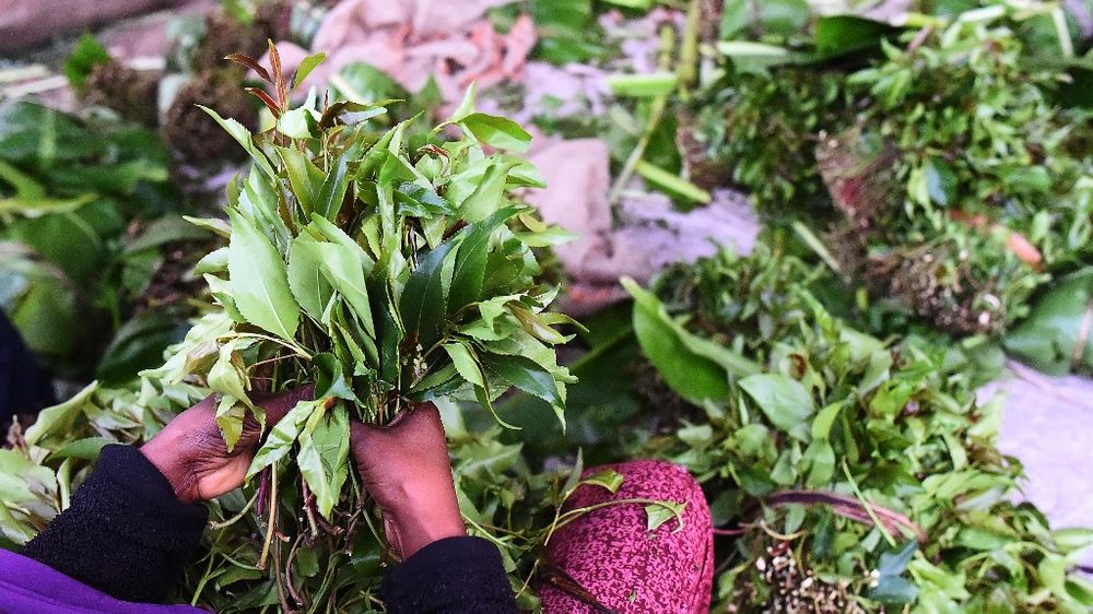 Un Trafic De Khat Entre Israël, La France Et Les Pays-Bas Démantelé Par ...
