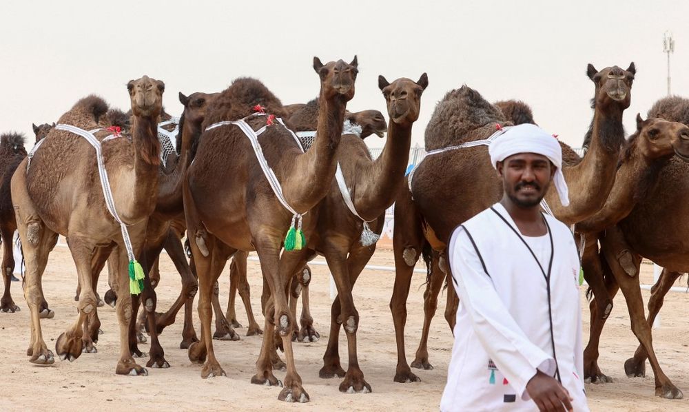 Record Cash Prize Awarded At Qatar Camel Beauty Pageant - i24NEWS