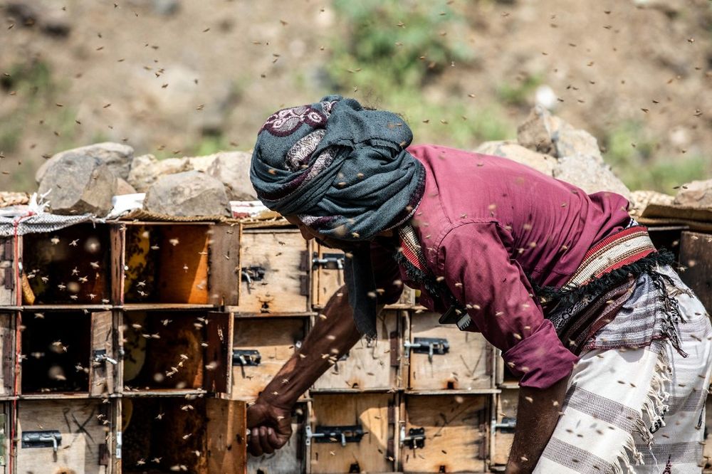 Yemen's Ancient Honey Production A Victim Of War, Climate Change - i24NEWS