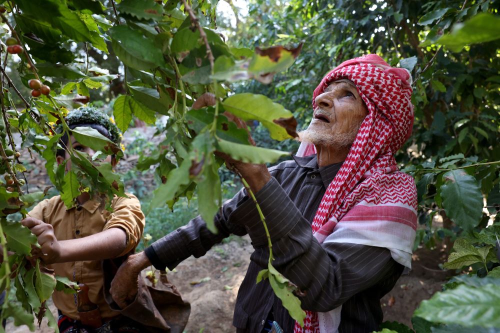 Saudi Coffee Legacy Percolates Through The Generations - i24NEWS