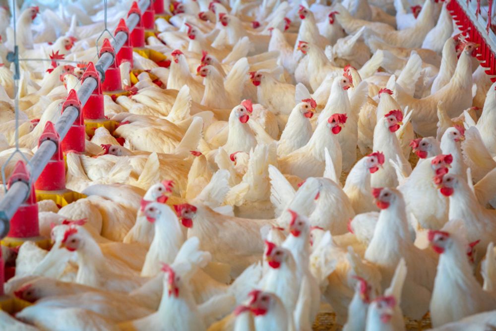 Brazil Becomes First Country To Export Chicken To Israel - i24NEWS