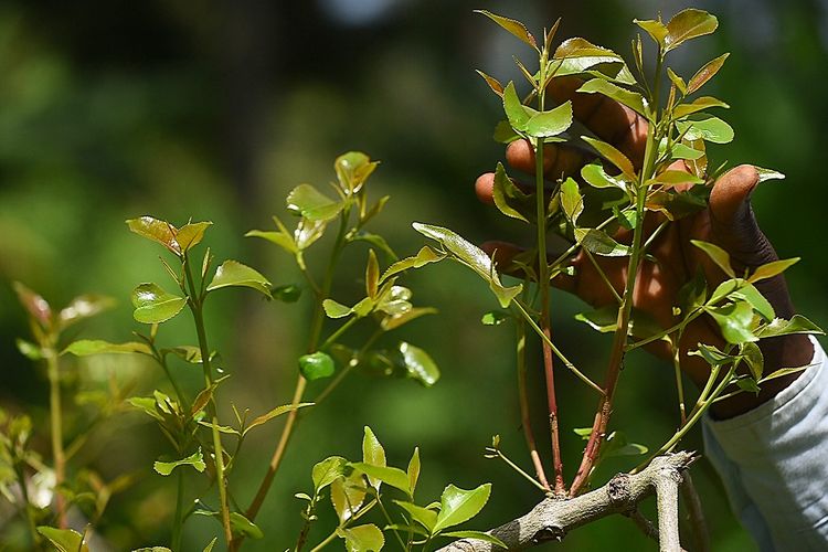 Un Trafic De Khat Entre Israël, La France Et Les Pays-Bas Démantelé Par ...