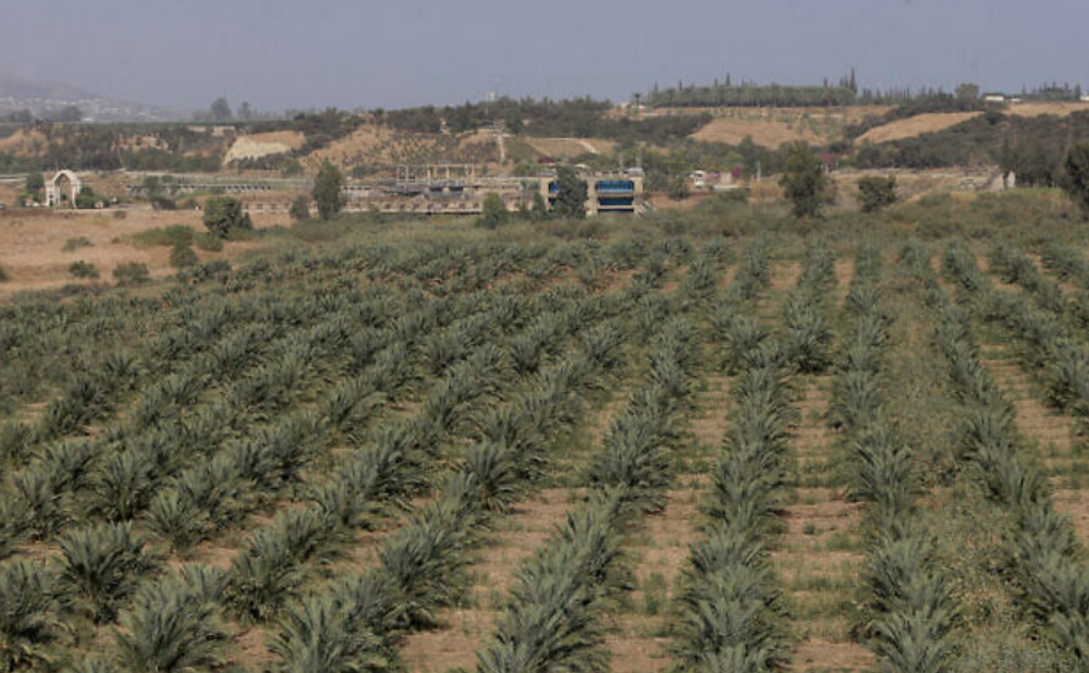 Israel Signs Deal With Jordan For Agricultural Imports During Shmita ...