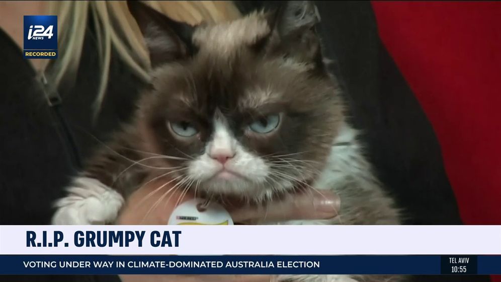 grumpy cat last words