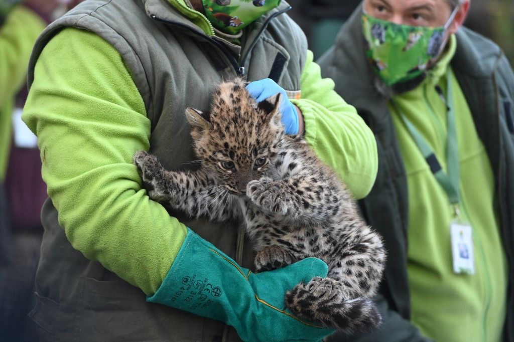 Iraq: Conservationists Fight To Save Endangered Leopards - i24NEWS