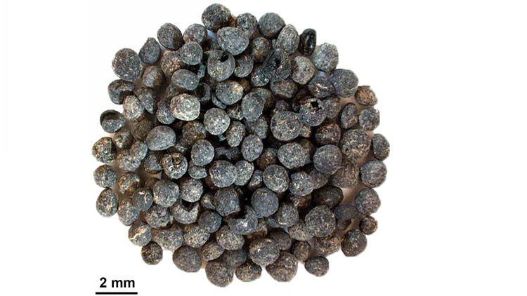 Botanical Findings Shed ‘unprecedented Light’ On Philistine Practices ...