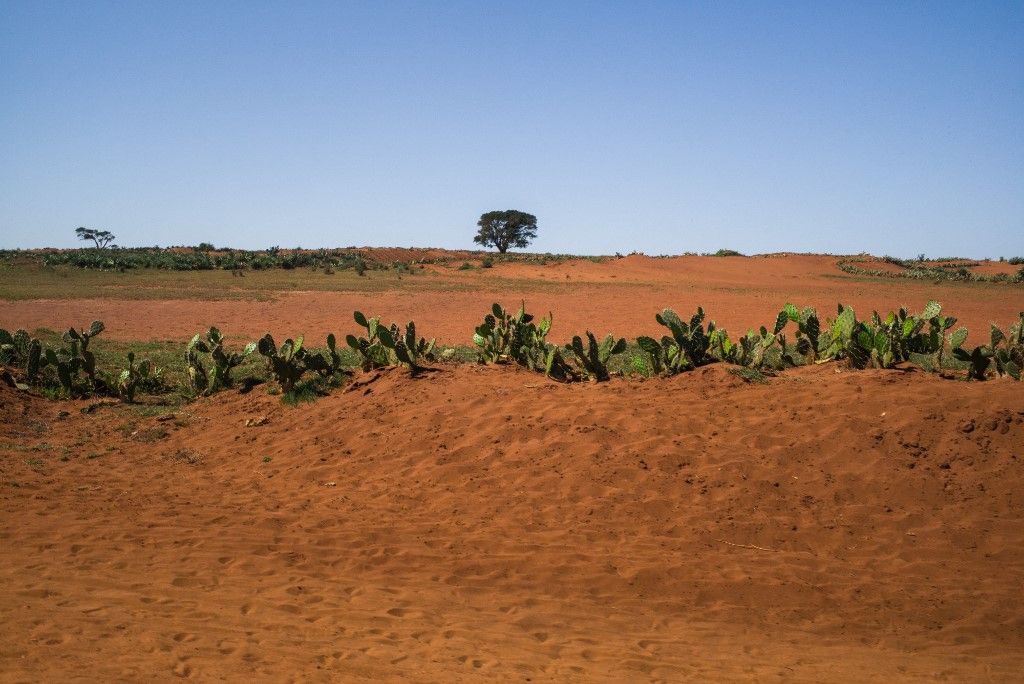 Madagascar Drought: A Green Island Painted Red - i24NEWS