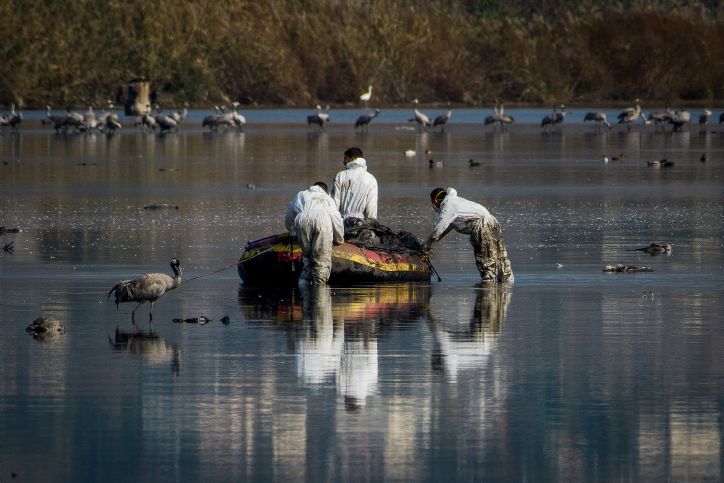 Israel: 21,000 Fowl Infected With Bird Flu In New Outbreaks - i24NEWS