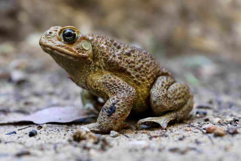 Israeli Family Finds Living Toad In Suitcase On Arrival From Trip To ...