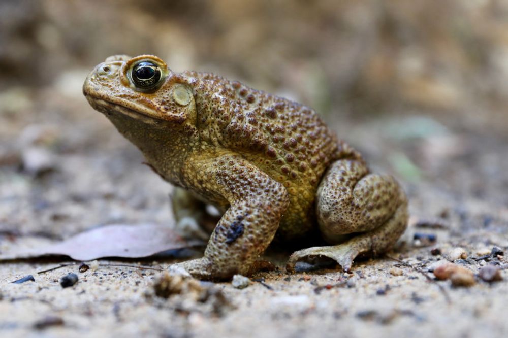 Israeli Family Finds Living Toad In Suitcase On Arrival From Trip To ...