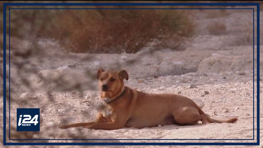 Urban Dogs Explore Nature At Israeli Desert Retreat - i24NEWS