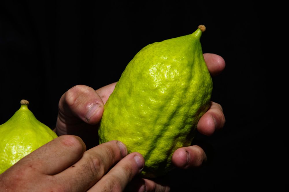 Moroccan Etrogs Make Their Way To Israel For Sukkot - i24NEWS