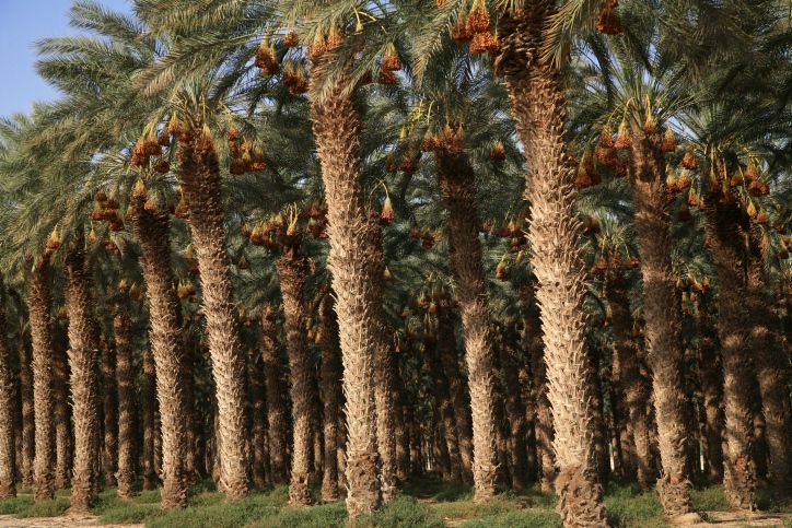 date palm tree hadith