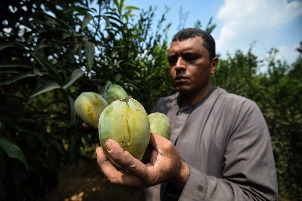 Egypt Mango Farmers Making A Big Comeback Despite Heat - i24NEWS