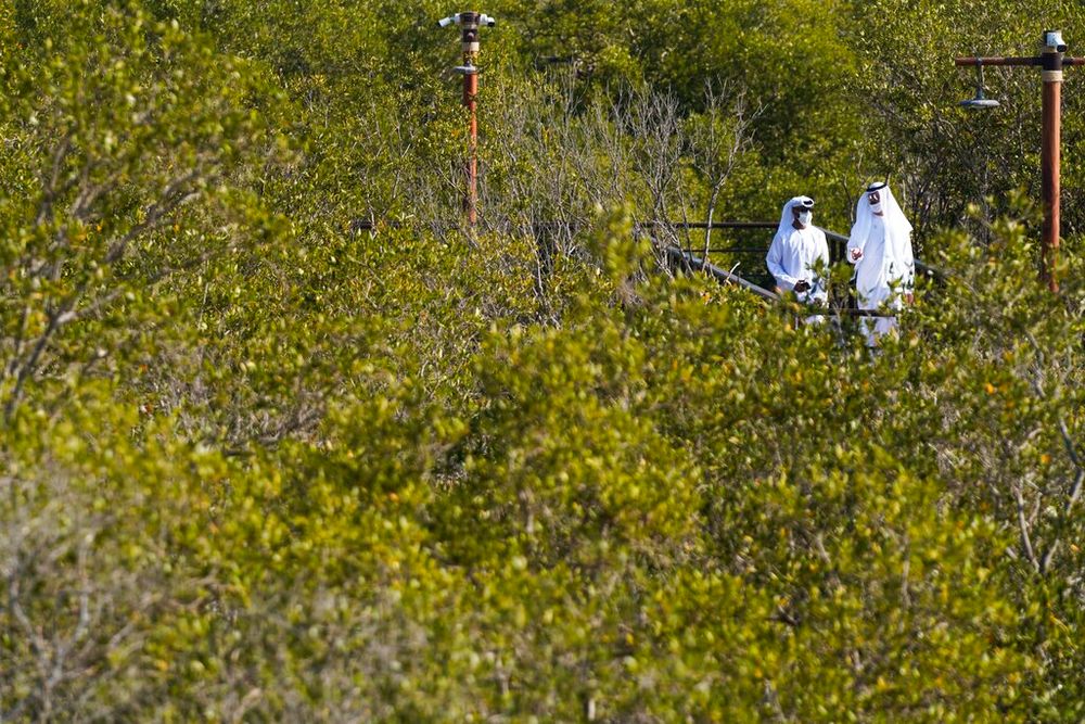 Trees For Climate: UAE Using Drones To Plant 1 Million Mangroves - i24NEWS
