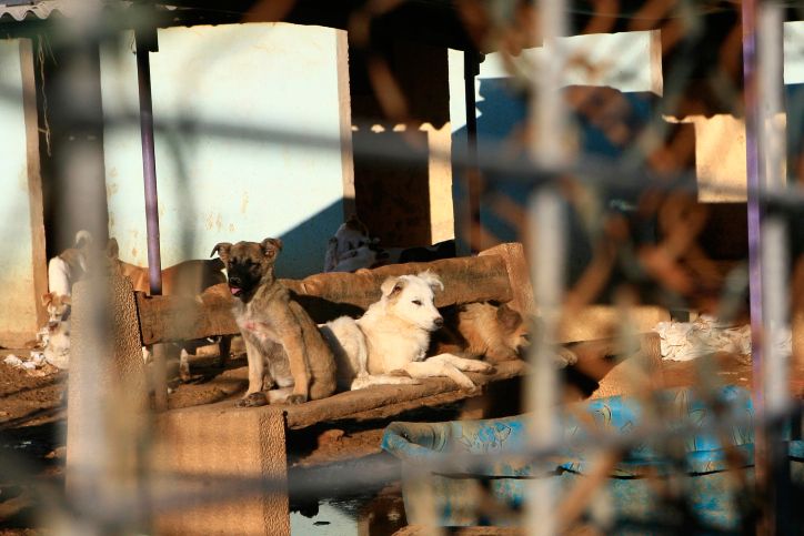 Israël : Une ONG Sauve 40 Chiens Errants Dans Une Ville Arabe Du Nord ...