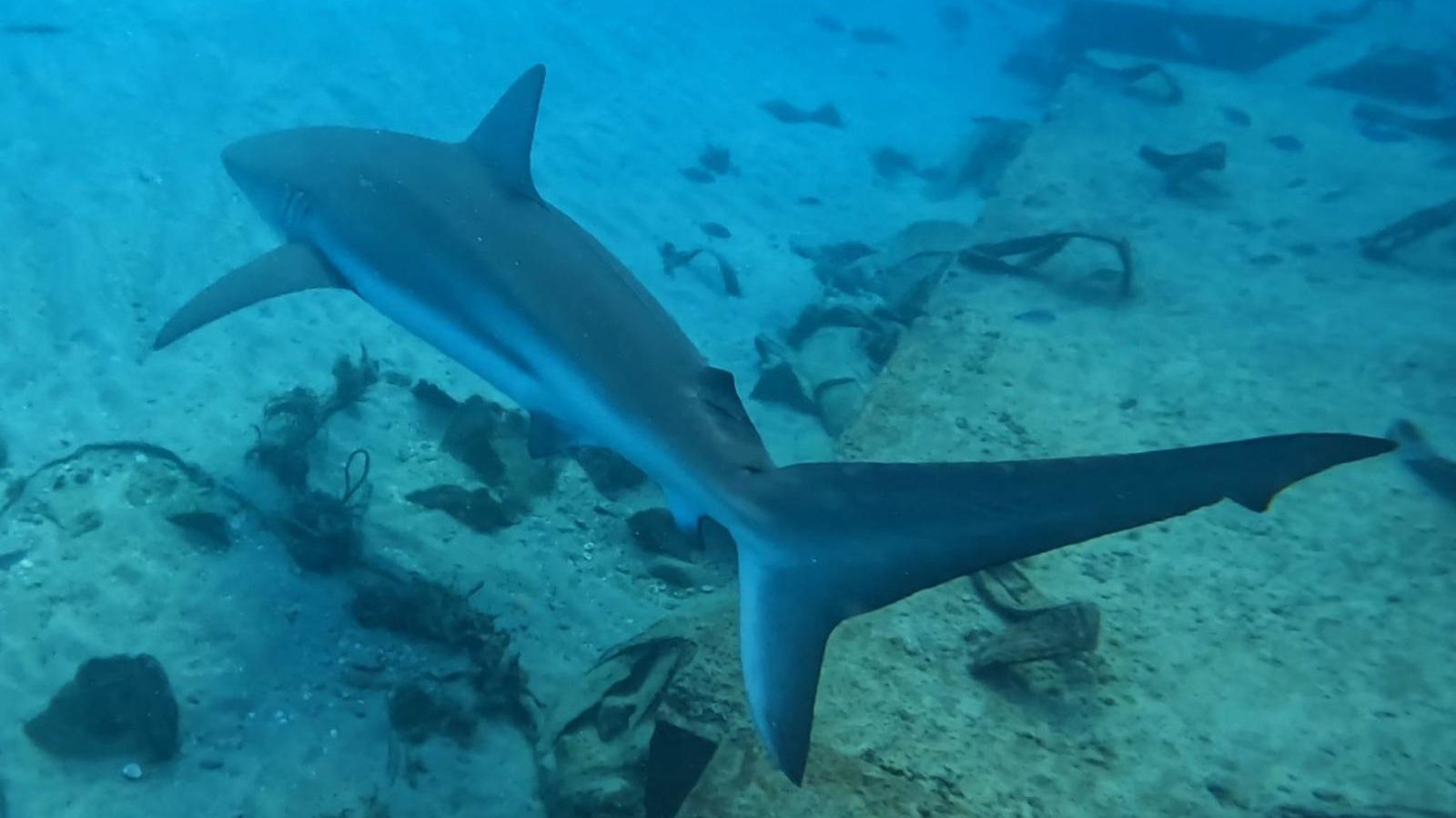 Rare Sharks Appear Off Israeli Coast - i24NEWS