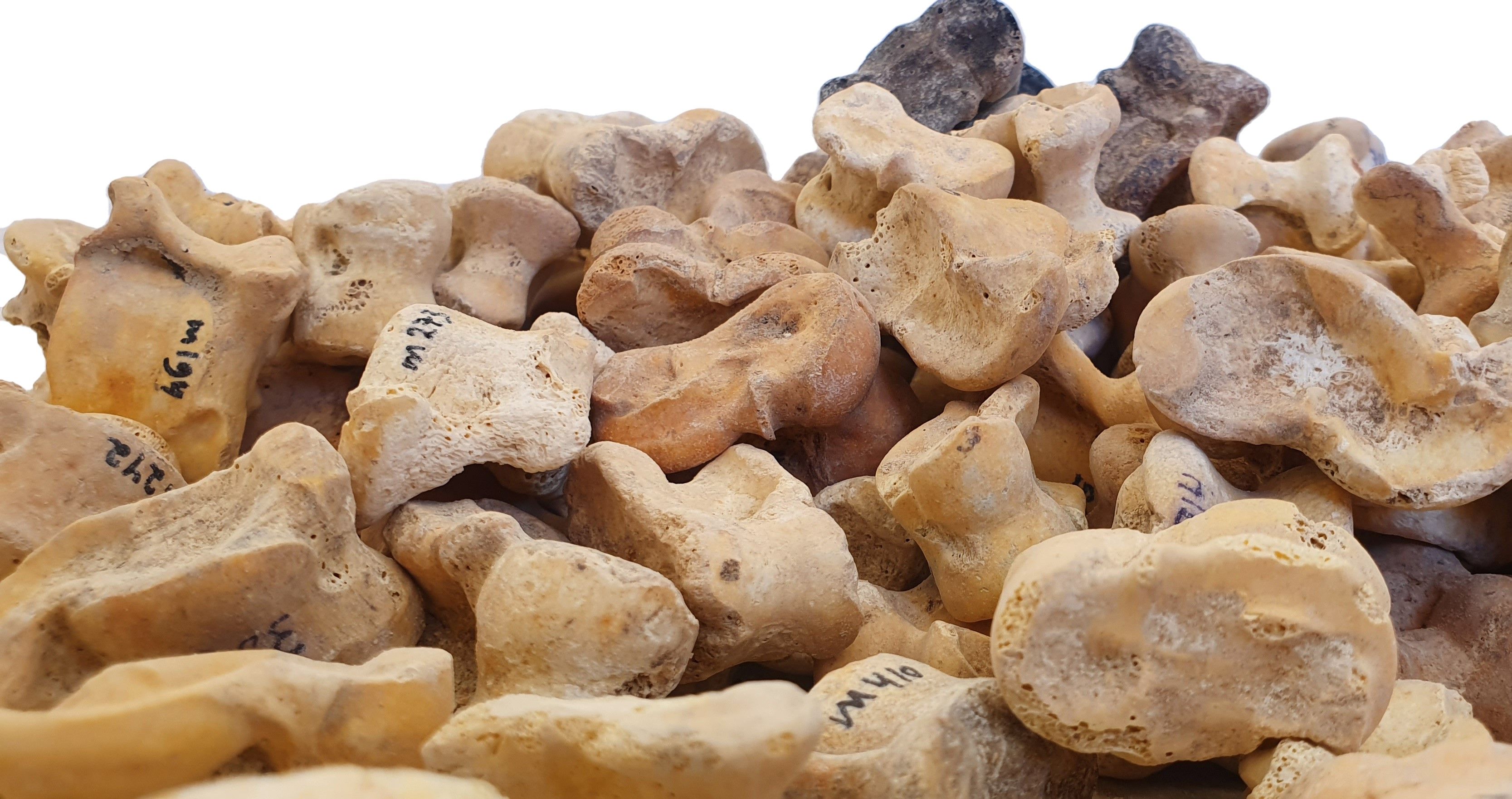 Israël: Un Assemblage Rare D'osselets Pour Le Jeu Et La Divination ...